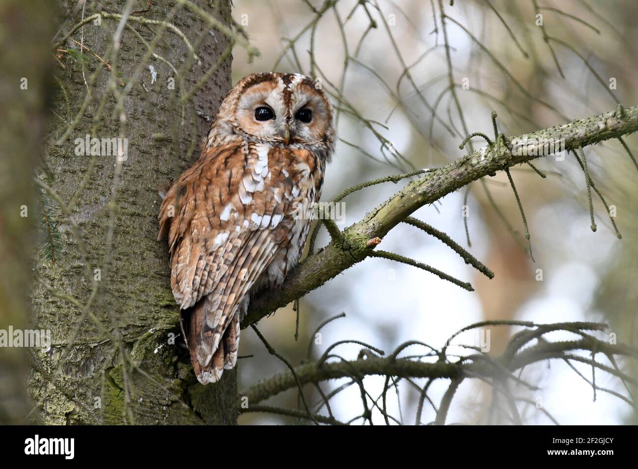 Tawny Owl in tree Stock Photo - Alamy