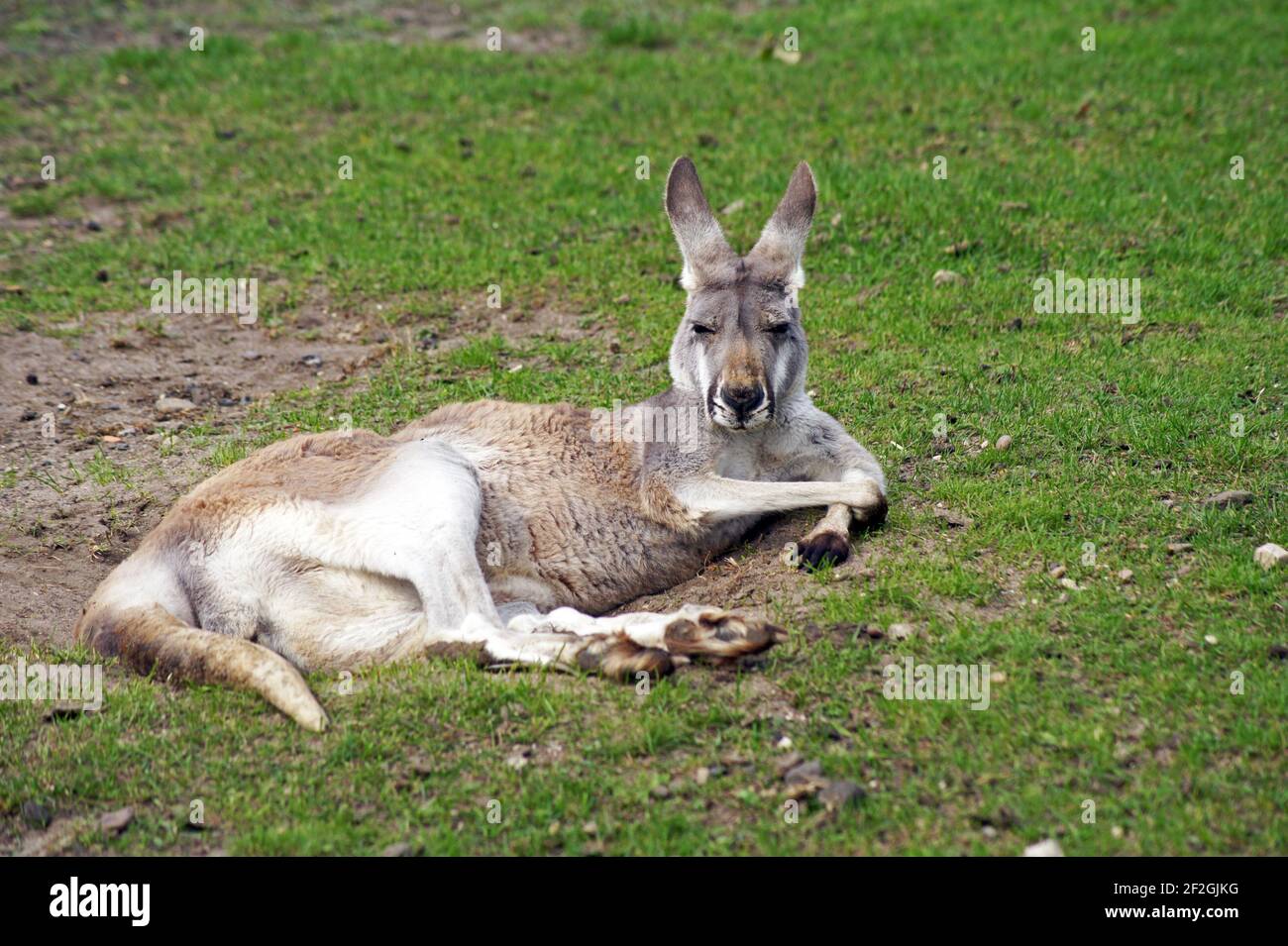 Resting grey kangaroo Stock Photo - Alamy