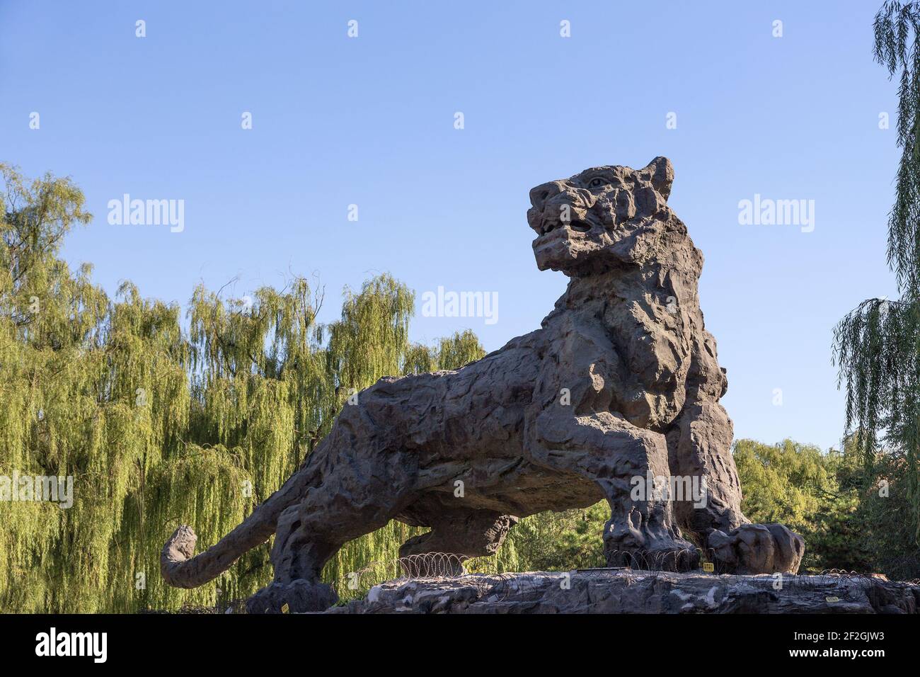 Beijing china tiger zoo hi-res stock photography and images - Alamy