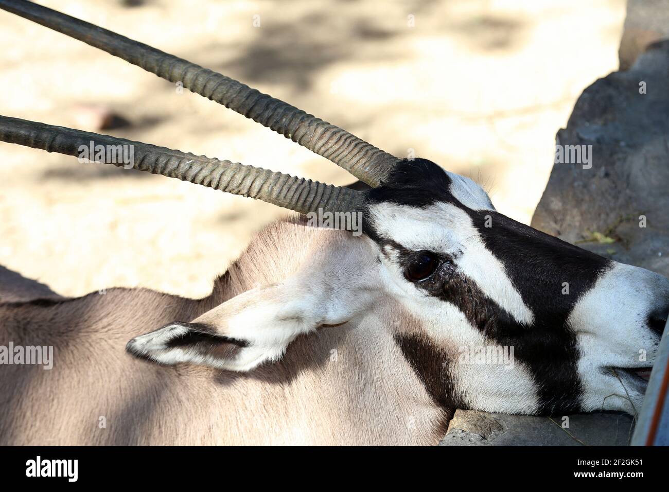 gemsbok or gemsbuck (Oryx gazella) is a large antelope in the Oryx ...