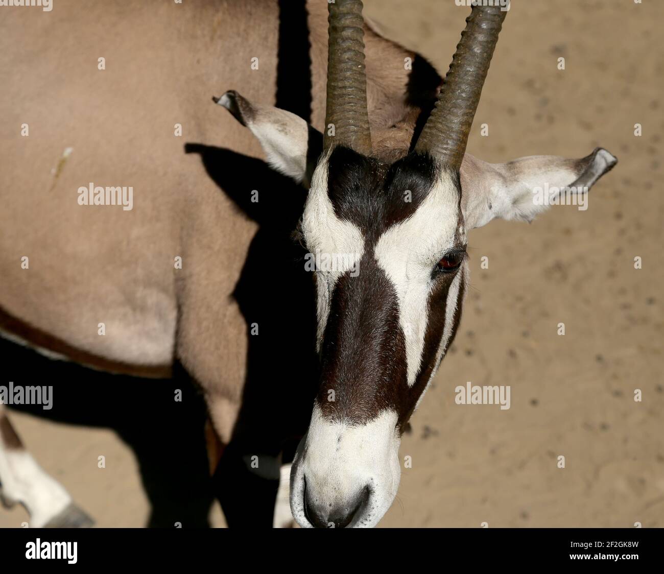 gemsbok or gemsbuck (Oryx gazella) is a large antelope in the Oryx ...
