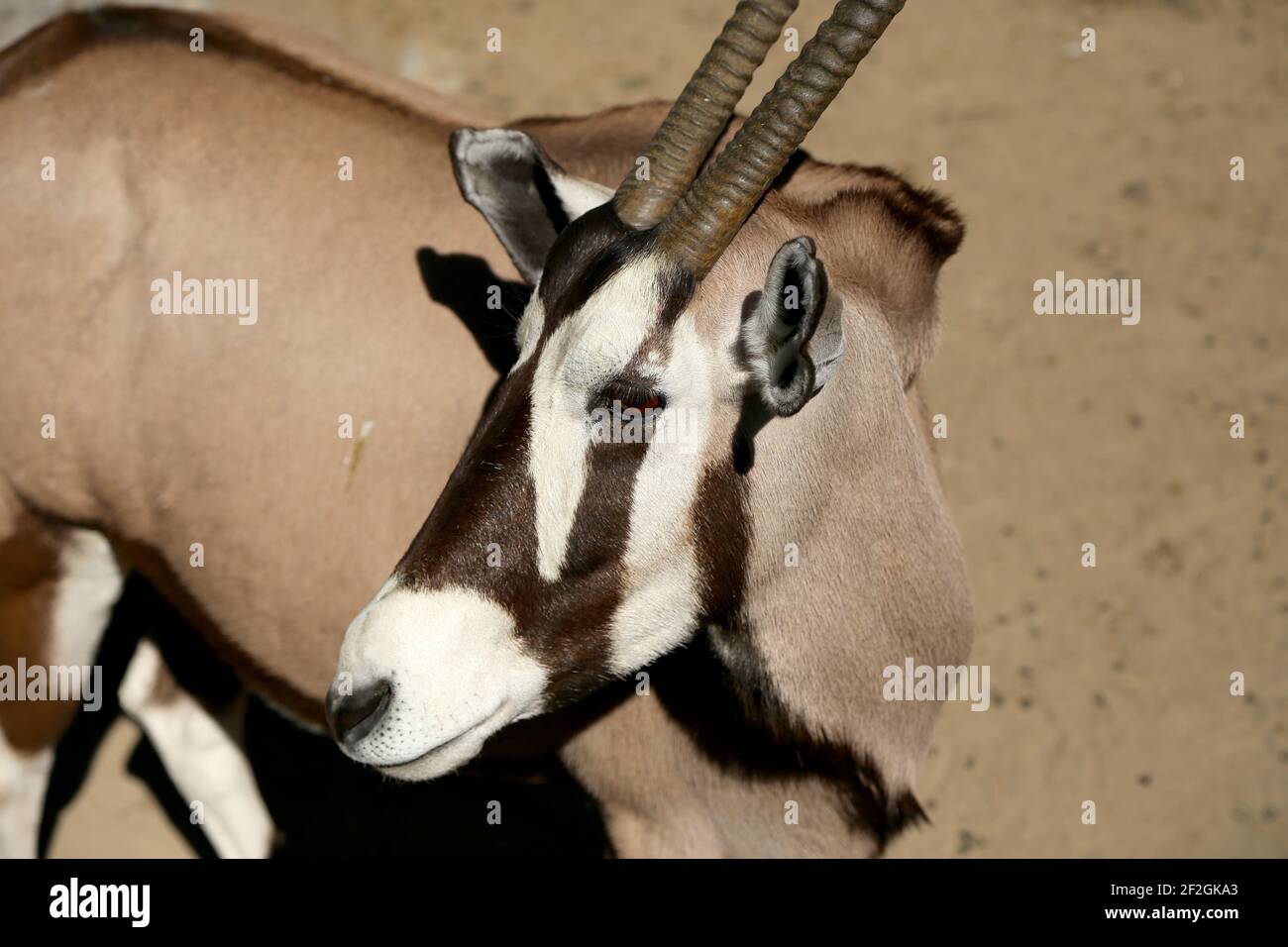gemsbok or gemsbuck (Oryx gazella) is a large antelope in the Oryx ...