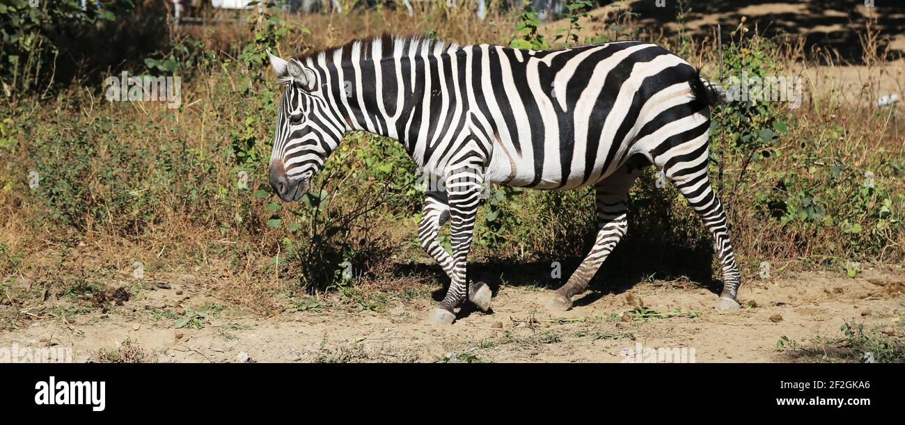 Zebra hoof close up hi-res stock photography and images - Alamy