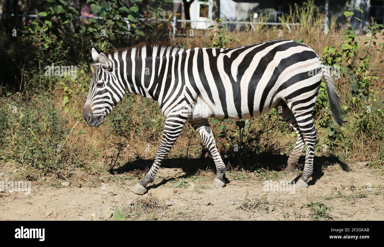 Zebra hoof close up hi-res stock photography and images - Alamy