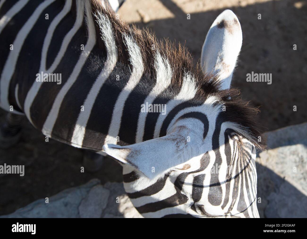 Nice close-up photo of young male zebra Stock Photo - Alamy