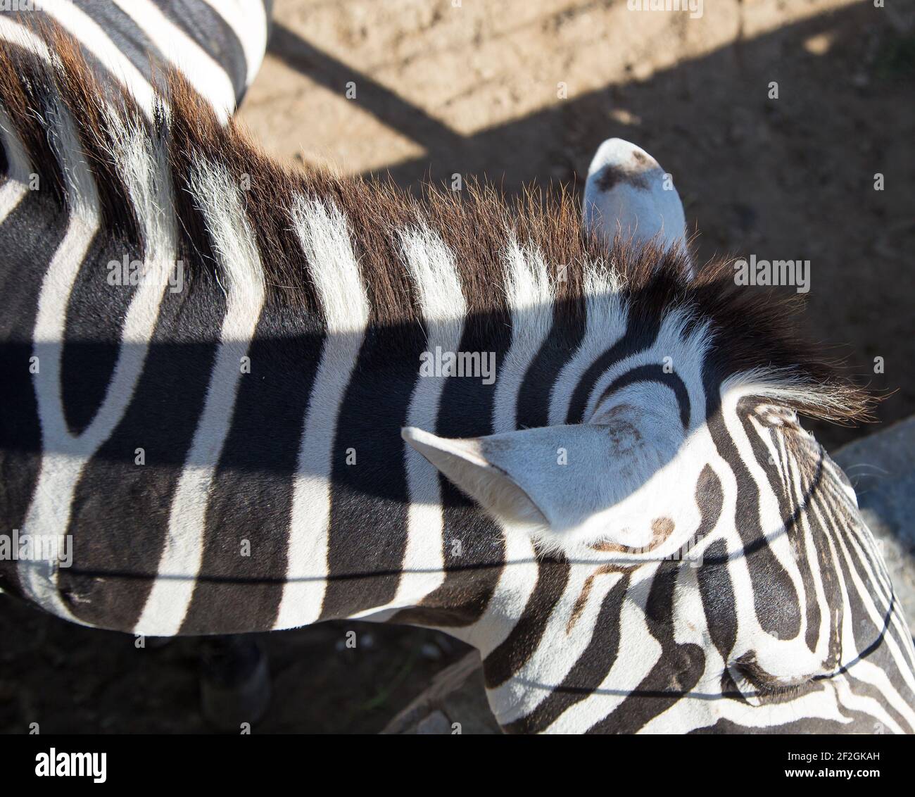 Nice close-up photo of young male zebra Stock Photo - Alamy