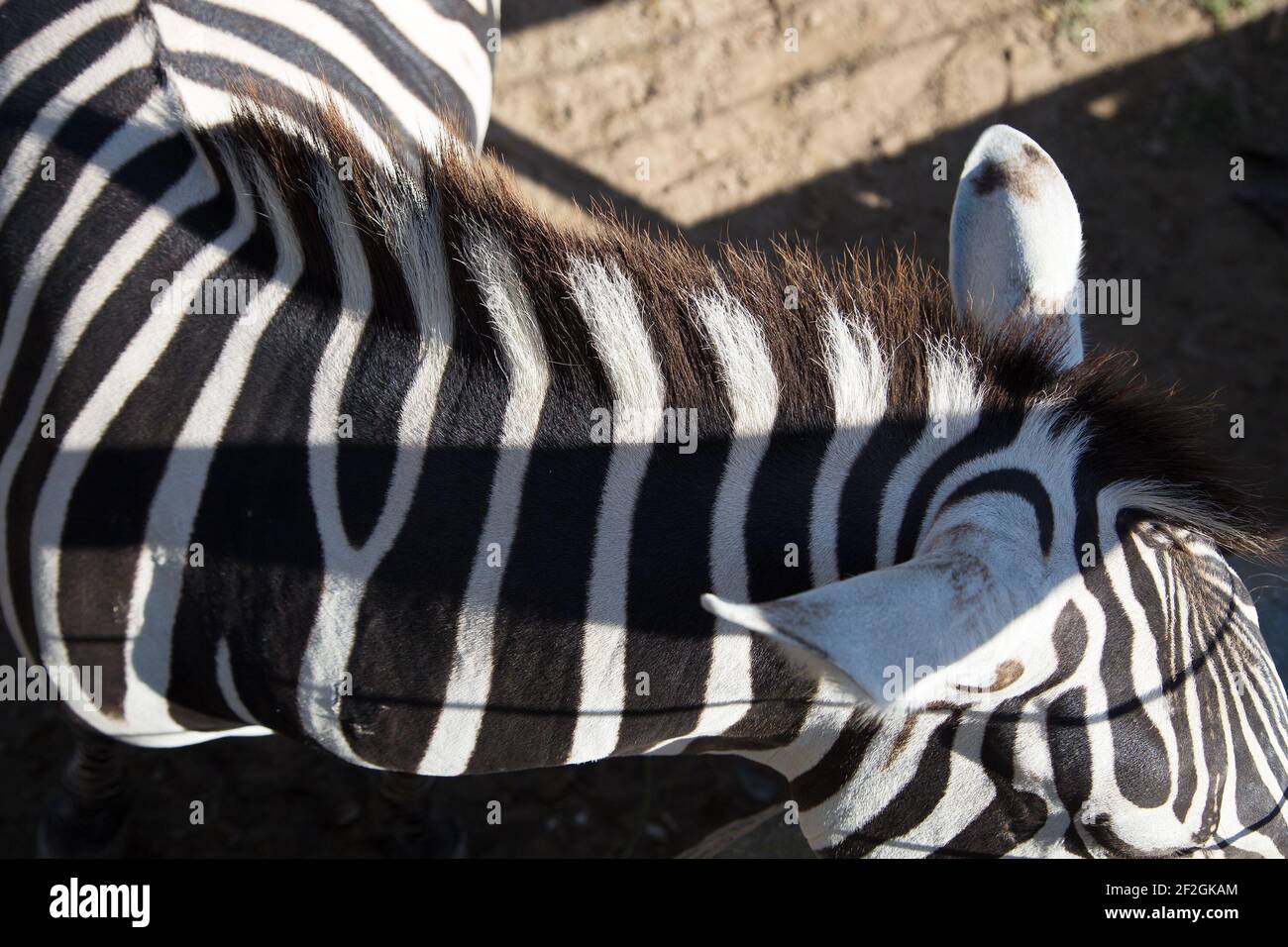 Zebra hoof close up hi-res stock photography and images - Alamy
