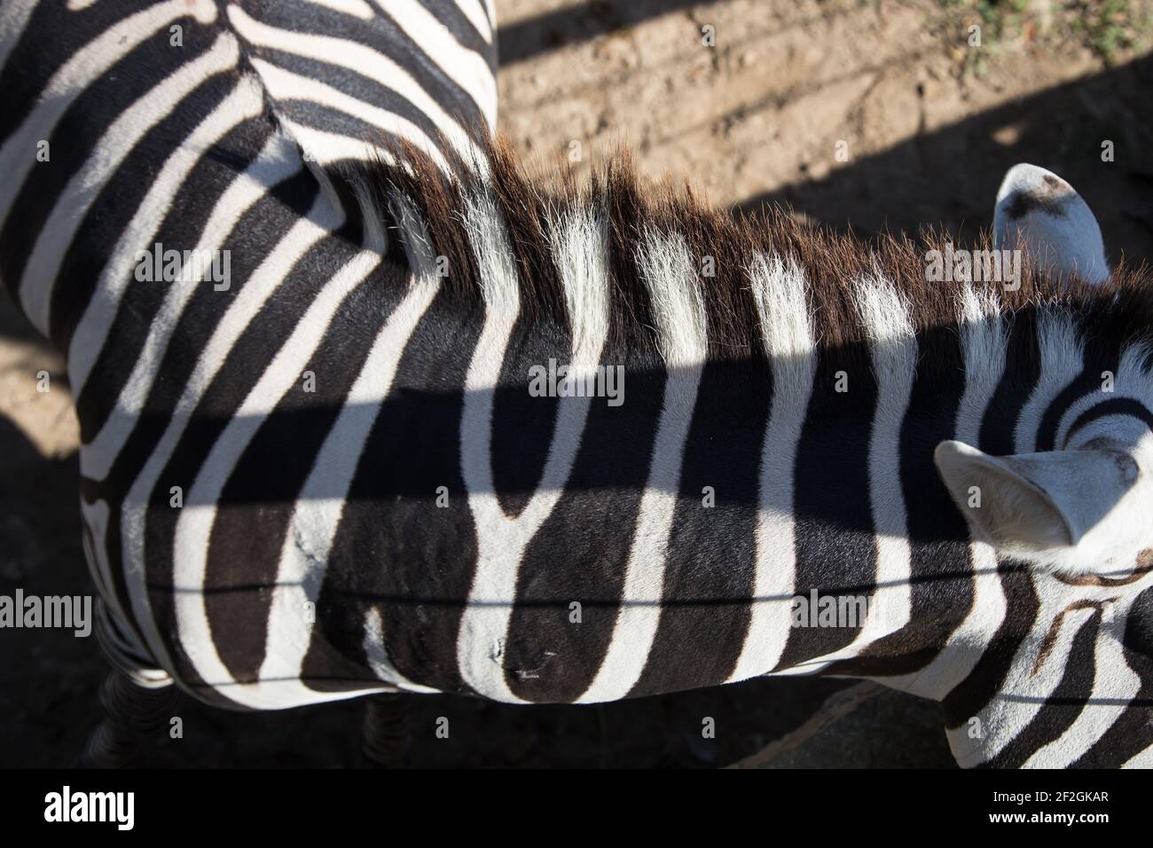 Zebra hoof close up hi-res stock photography and images - Alamy