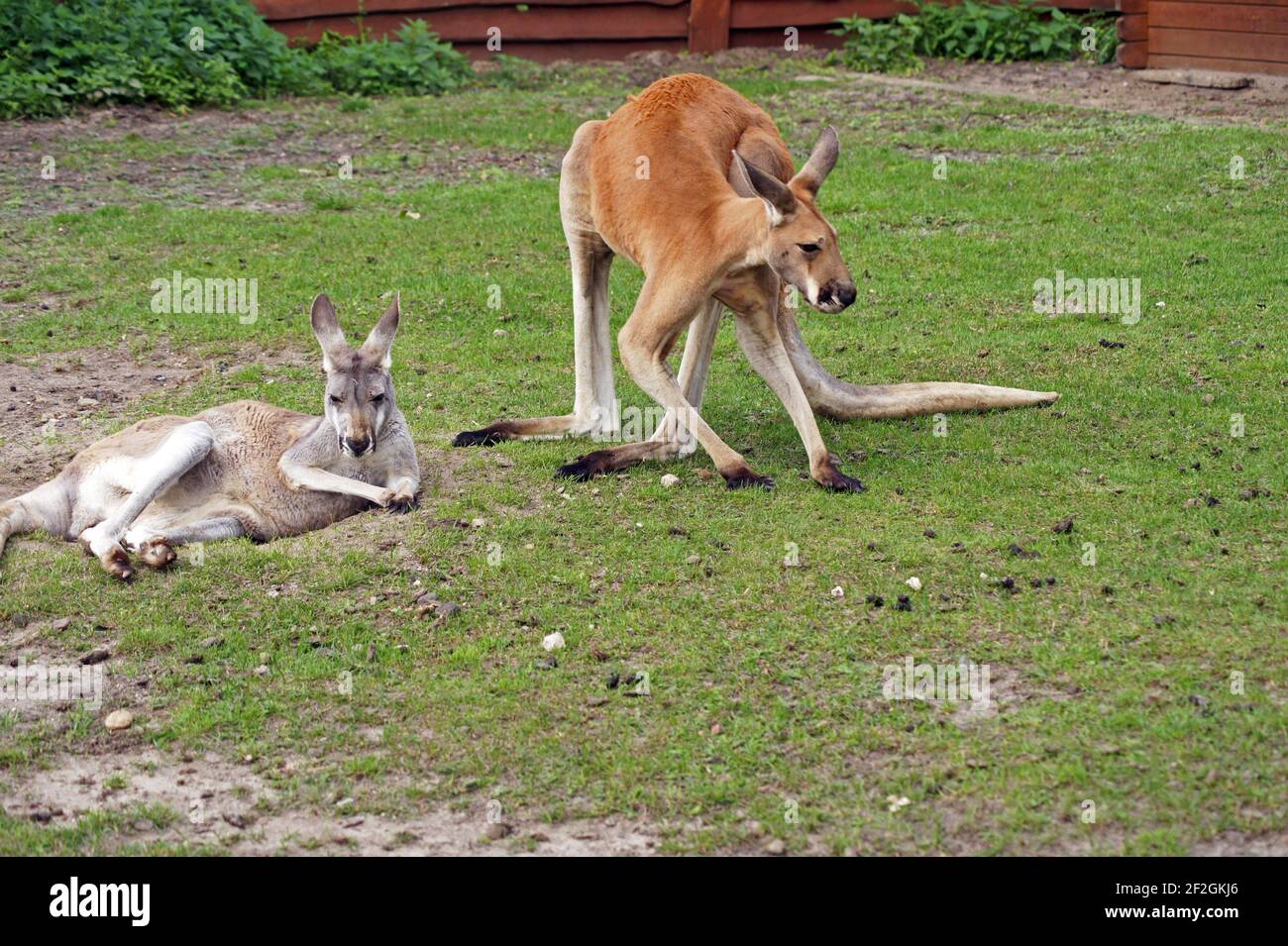 Red kangaroo and grey kangoo Stock Photo - Alamy