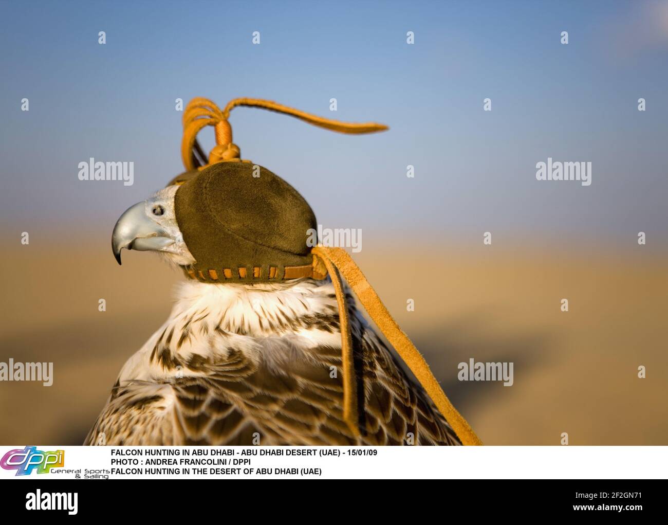 FALCON HUNTING IN ABU DHABI - ABU DHABI DESERT (UAE) - 15/01/09 PHOTO ...