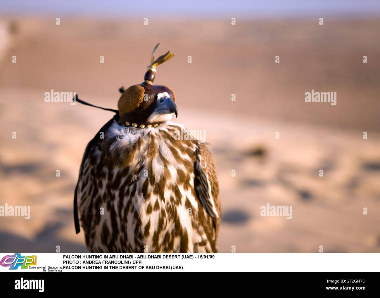 FALCON HUNTING IN ABU DHABI - ABU DHABI DESERT (UAE) - 15/01/09 PHOTO ...
