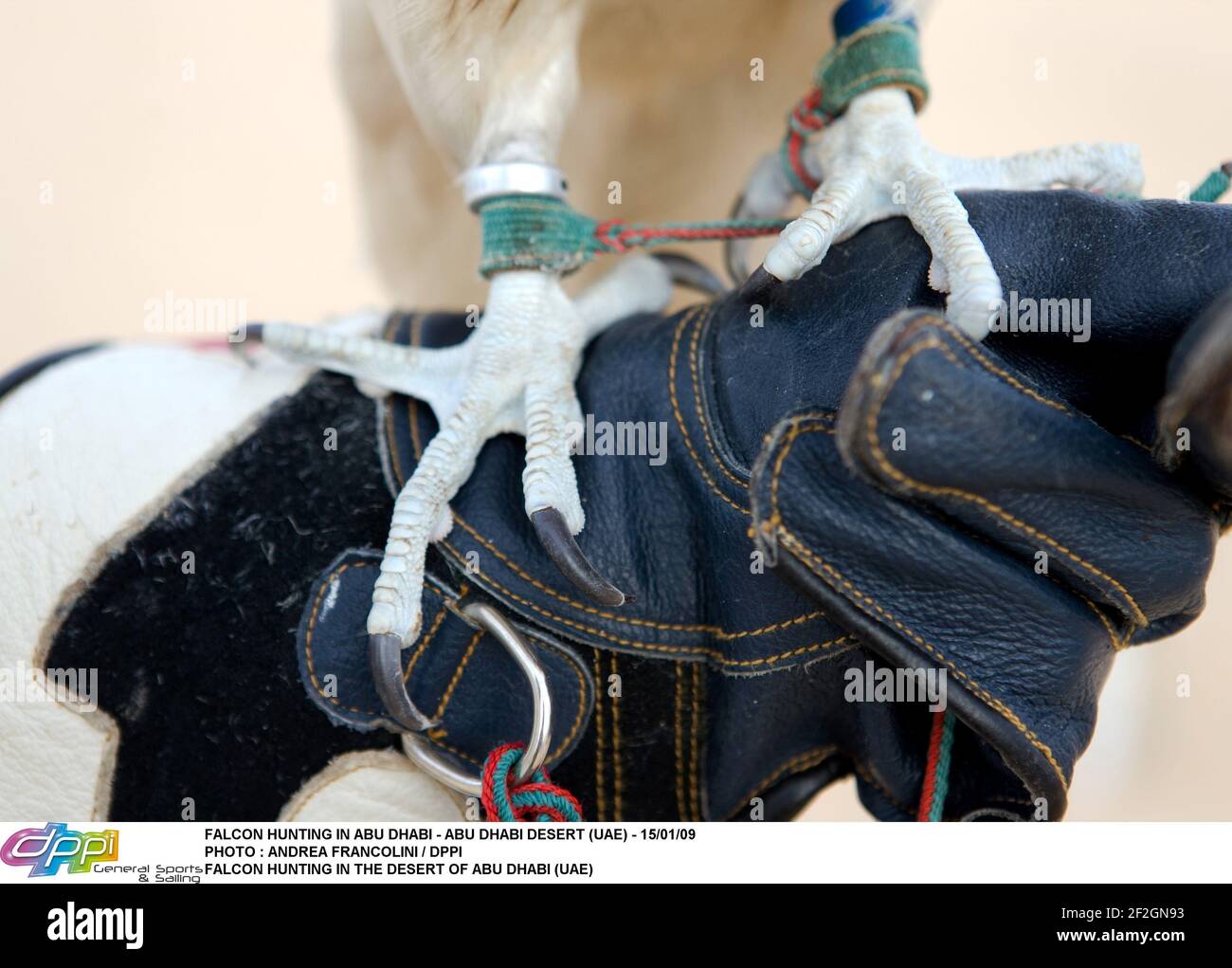 FALCON HUNTING IN ABU DHABI - ABU DHABI DESERT (UAE) - 15/01/09 PHOTO ...