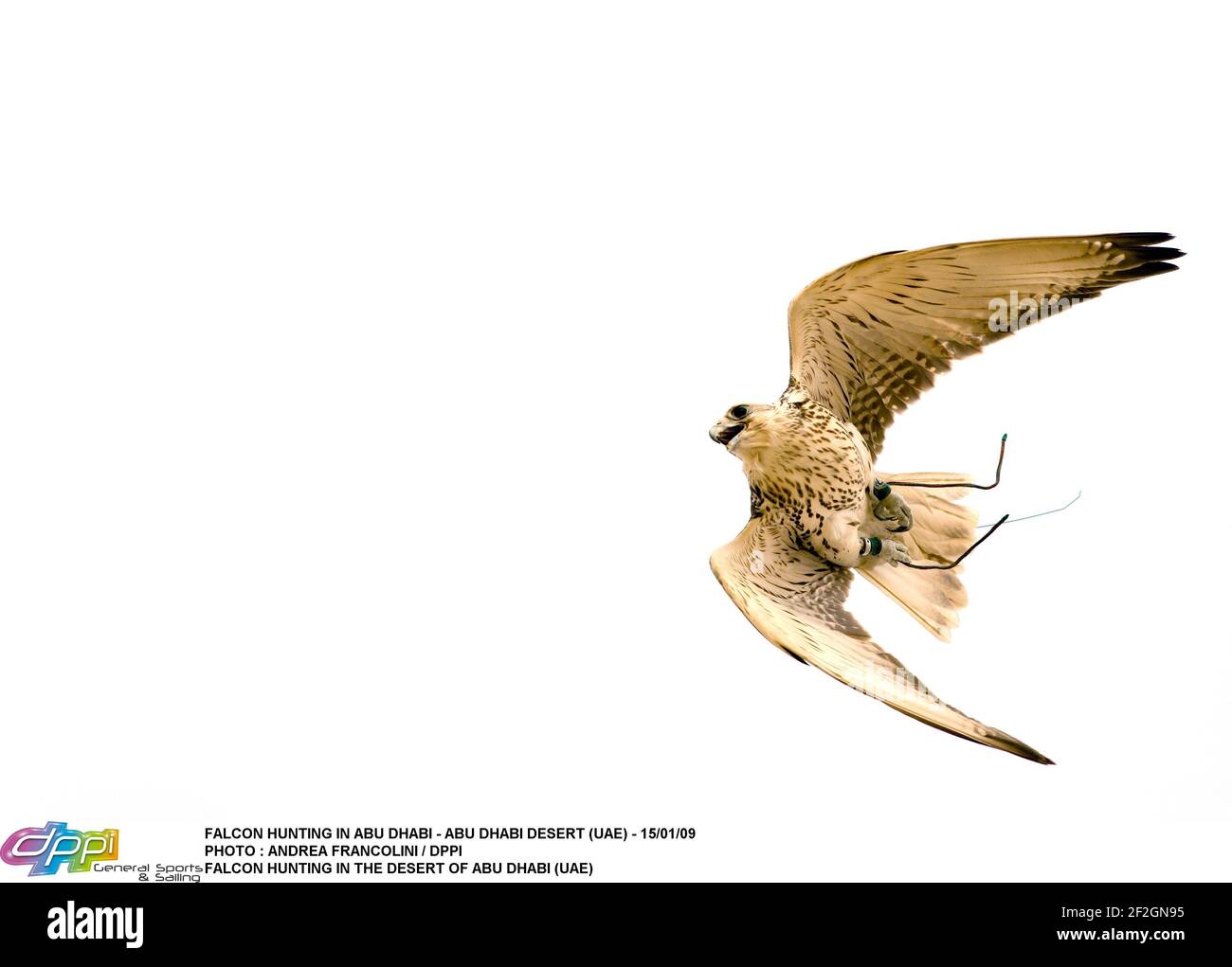FALCON HUNTING IN ABU DHABI - ABU DHABI DESERT (UAE) - 15/01/09 PHOTO ...