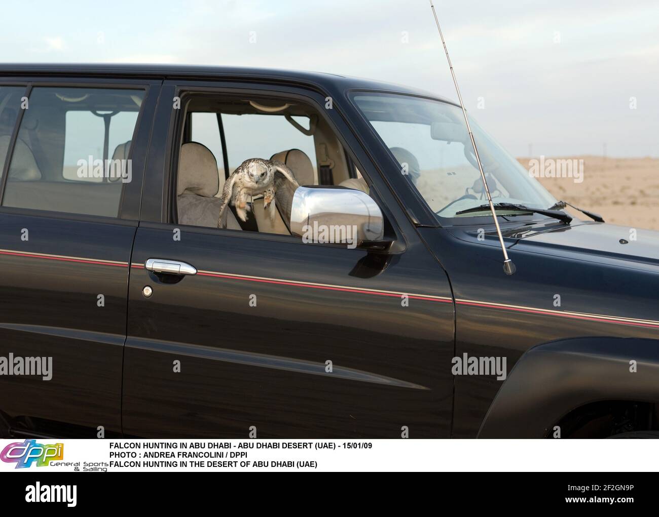 FALCON HUNTING IN ABU DHABI - ABU DHABI DESERT (UAE) - 15/01/09 PHOTO ...