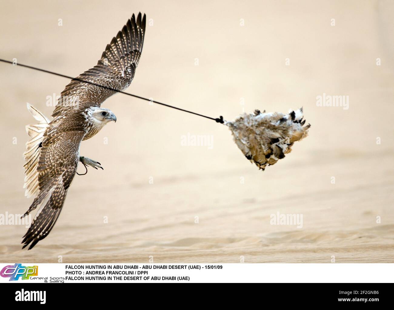 FALCON HUNTING IN ABU DHABI - ABU DHABI DESERT (UAE) - 15/01/09 PHOTO ...