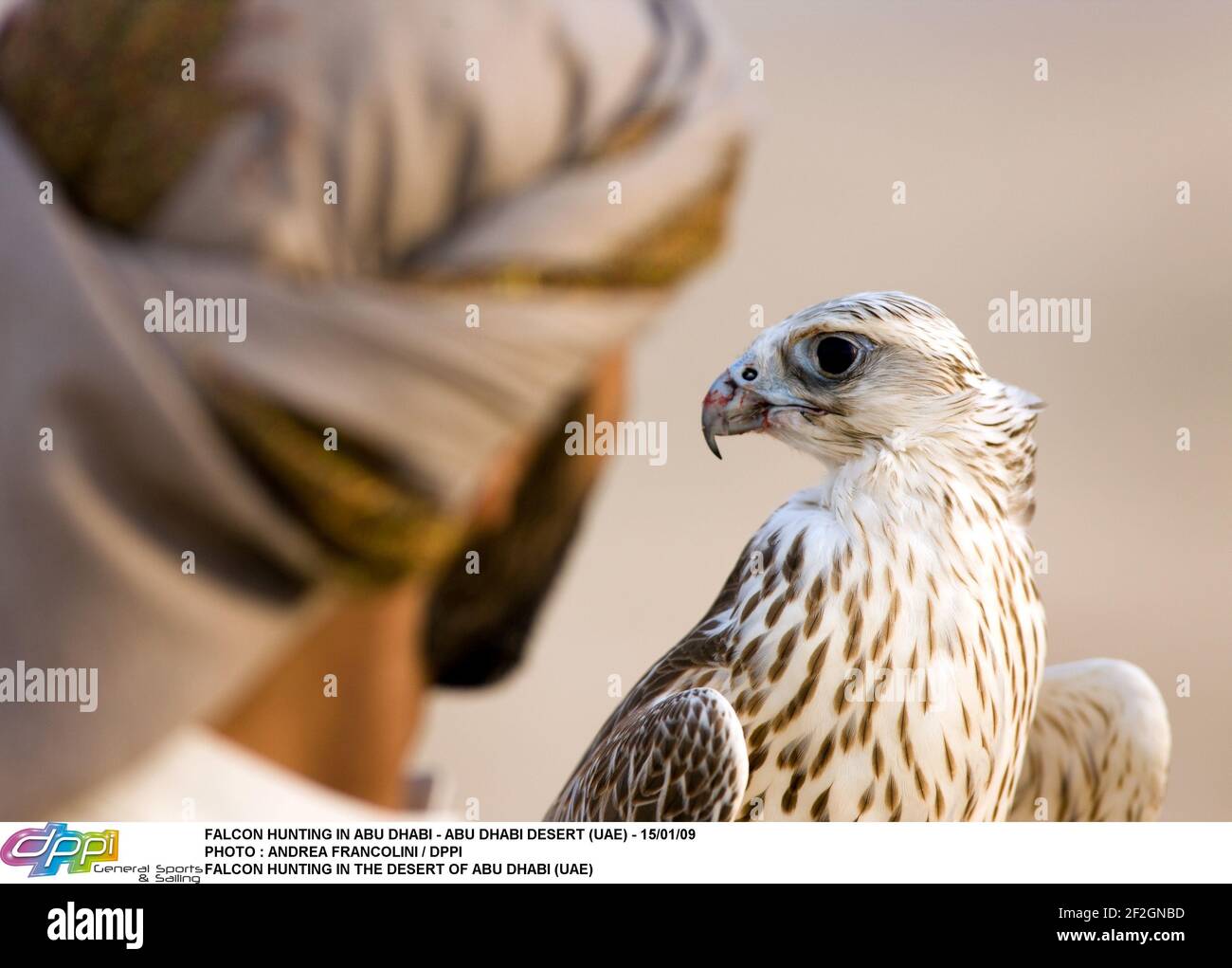 FALCON HUNTING IN ABU DHABI - ABU DHABI DESERT (UAE) - 15/01/09 PHOTO ...