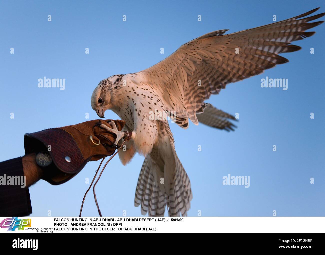 FALCON HUNTING IN ABU DHABI - ABU DHABI DESERT (UAE) - 15/01/09 PHOTO ...