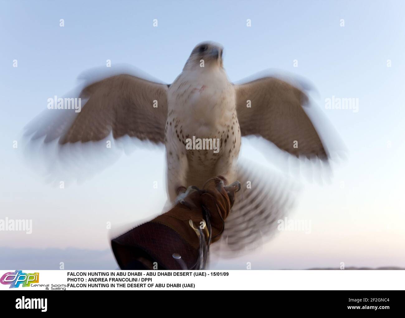 FALCON HUNTING IN ABU DHABI - ABU DHABI DESERT (UAE) - 15/01/09 PHOTO ...
