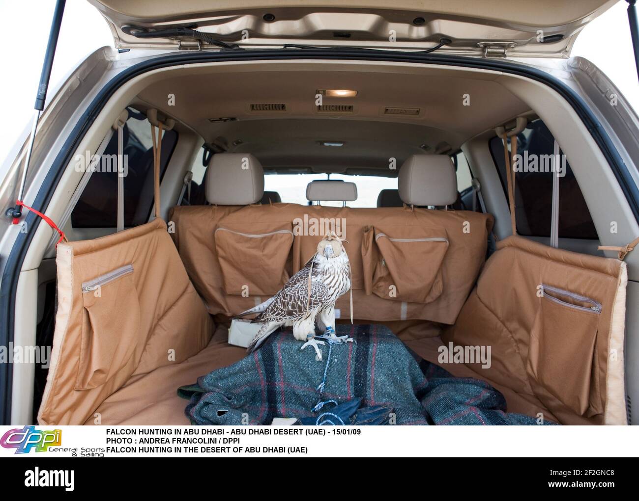 FALCON HUNTING IN ABU DHABI - ABU DHABI DESERT (UAE) - 15/01/09 PHOTO ...