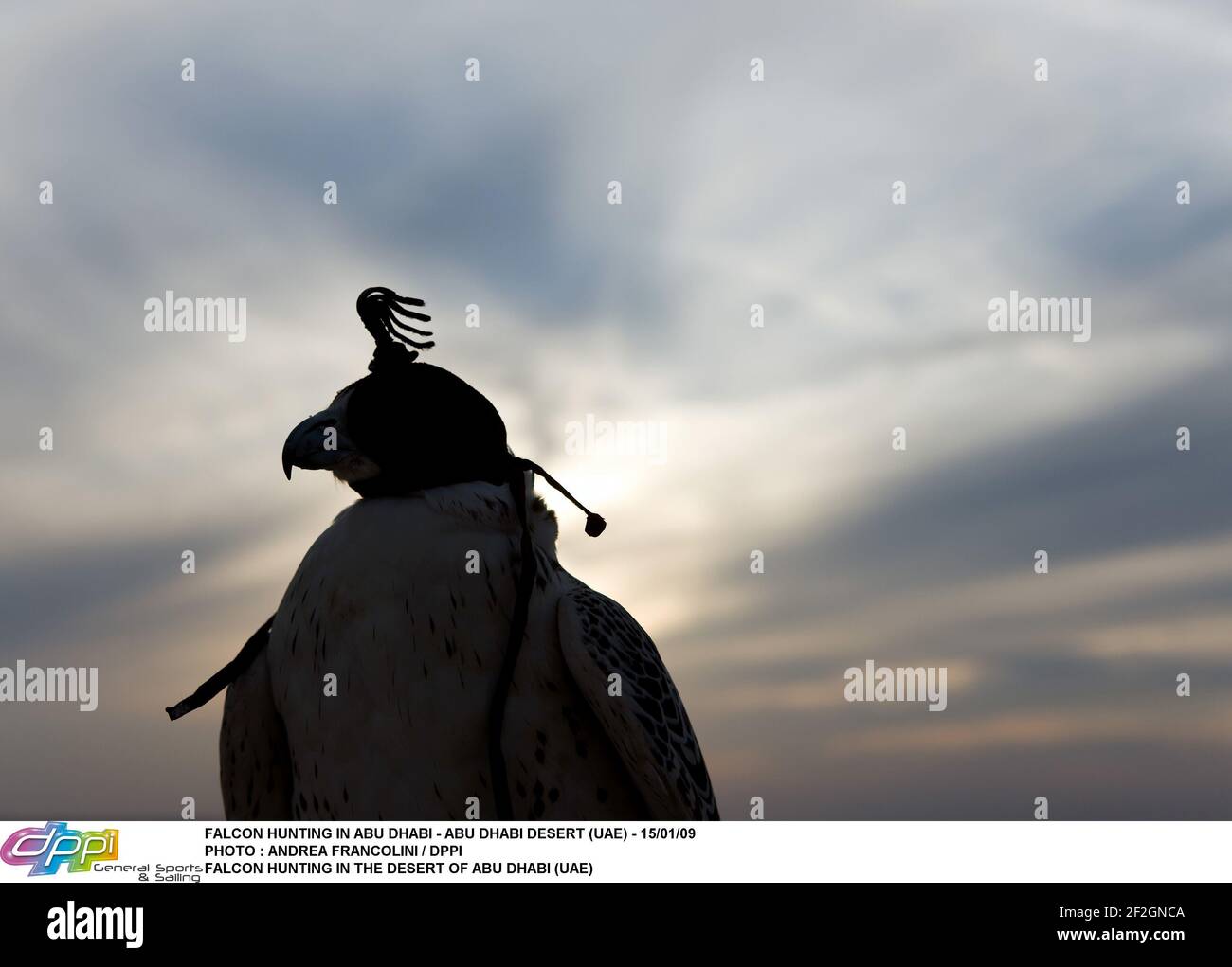 FALCON HUNTING IN ABU DHABI - ABU DHABI DESERT (UAE) - 15/01/09 PHOTO ...