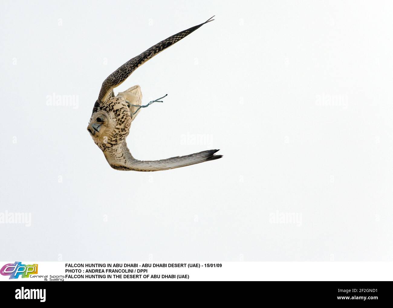 FALCON HUNTING IN ABU DHABI - ABU DHABI DESERT (UAE) - 15/01/09 PHOTO ...