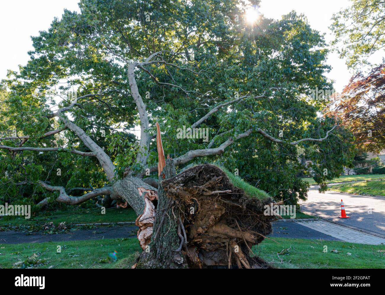 Looking at a tree that was blown over during a storm with its roots ...