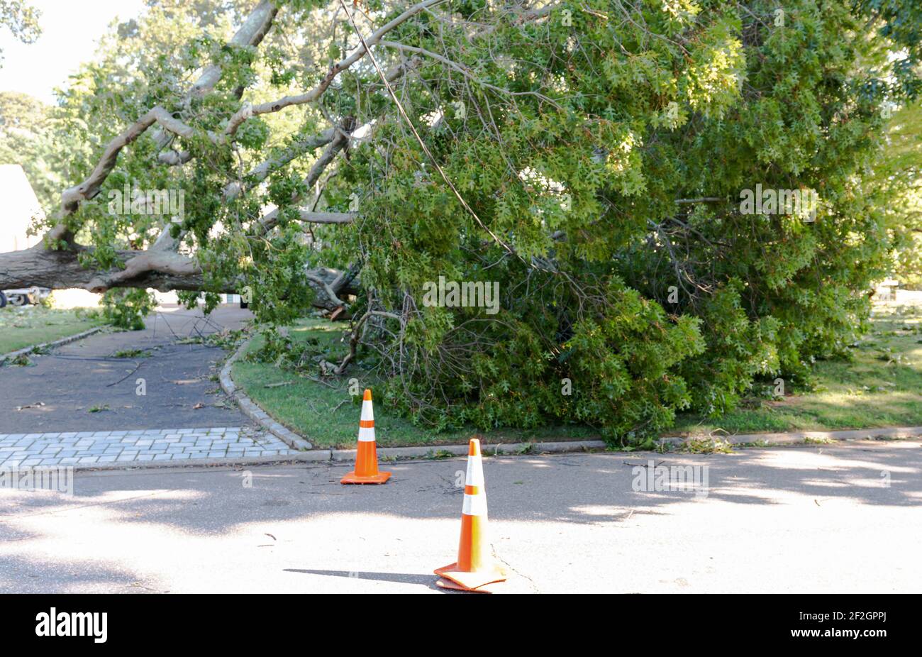 A large tree was blown down across a residential driveway from a strong ...