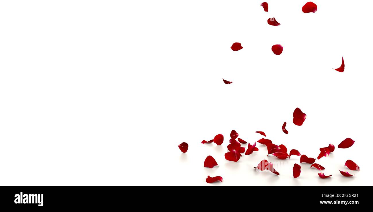 Red rose petals fall on the white mirrored floor. White background ...