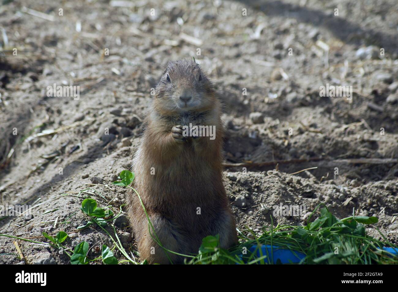 Prairie dog portrait Stock Photo - Alamy