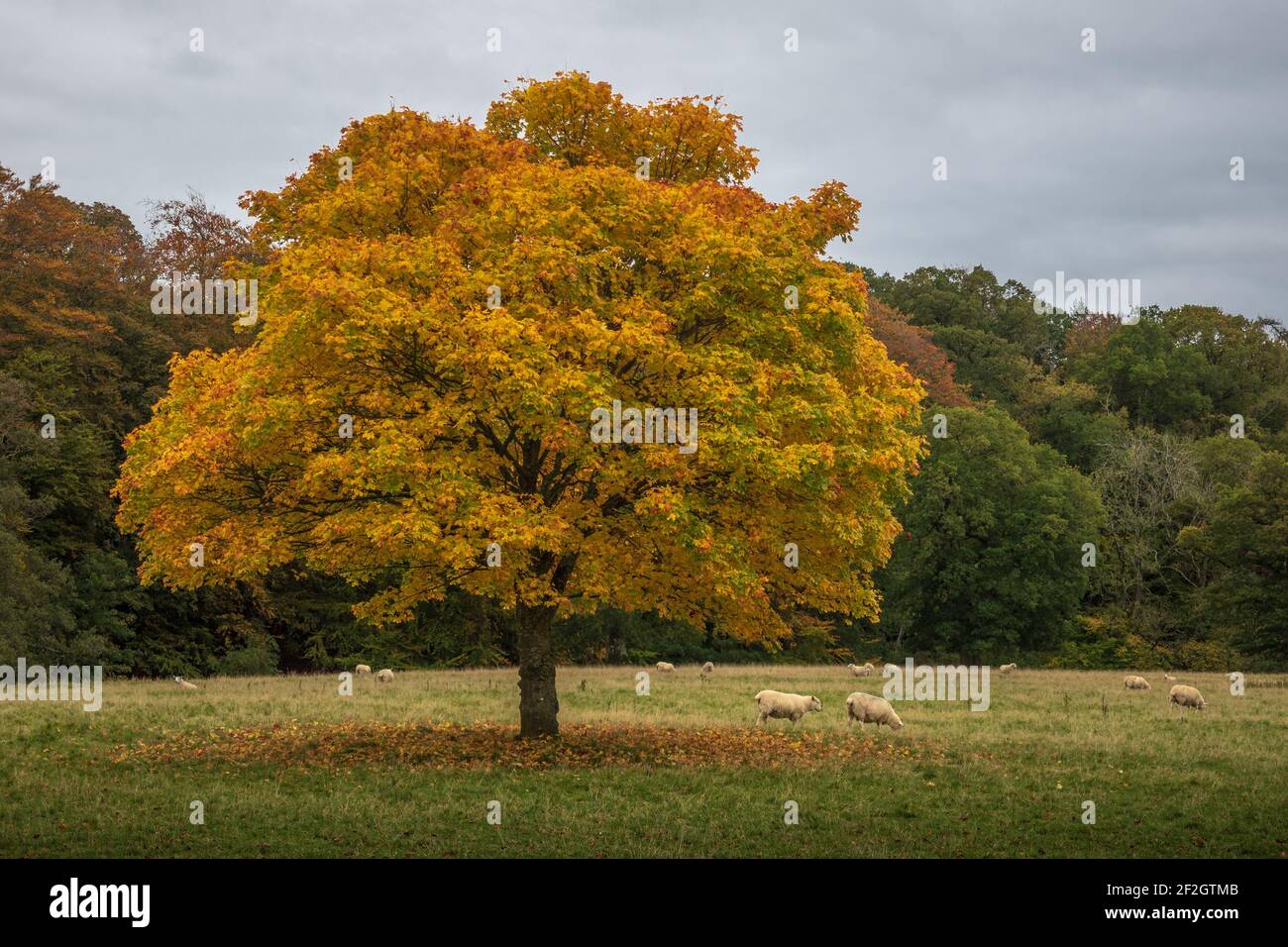 Autumn in Hulne Park, Alnwick, Northumberland Stock Photo - Alamy