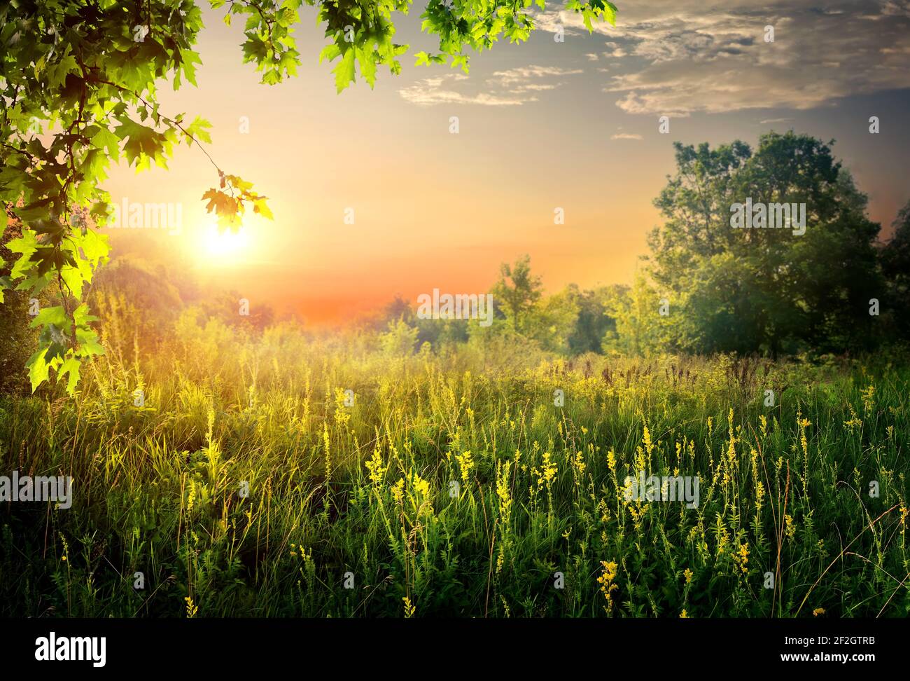 Country clearing in morning sun hi-res stock photography and images - Alamy
