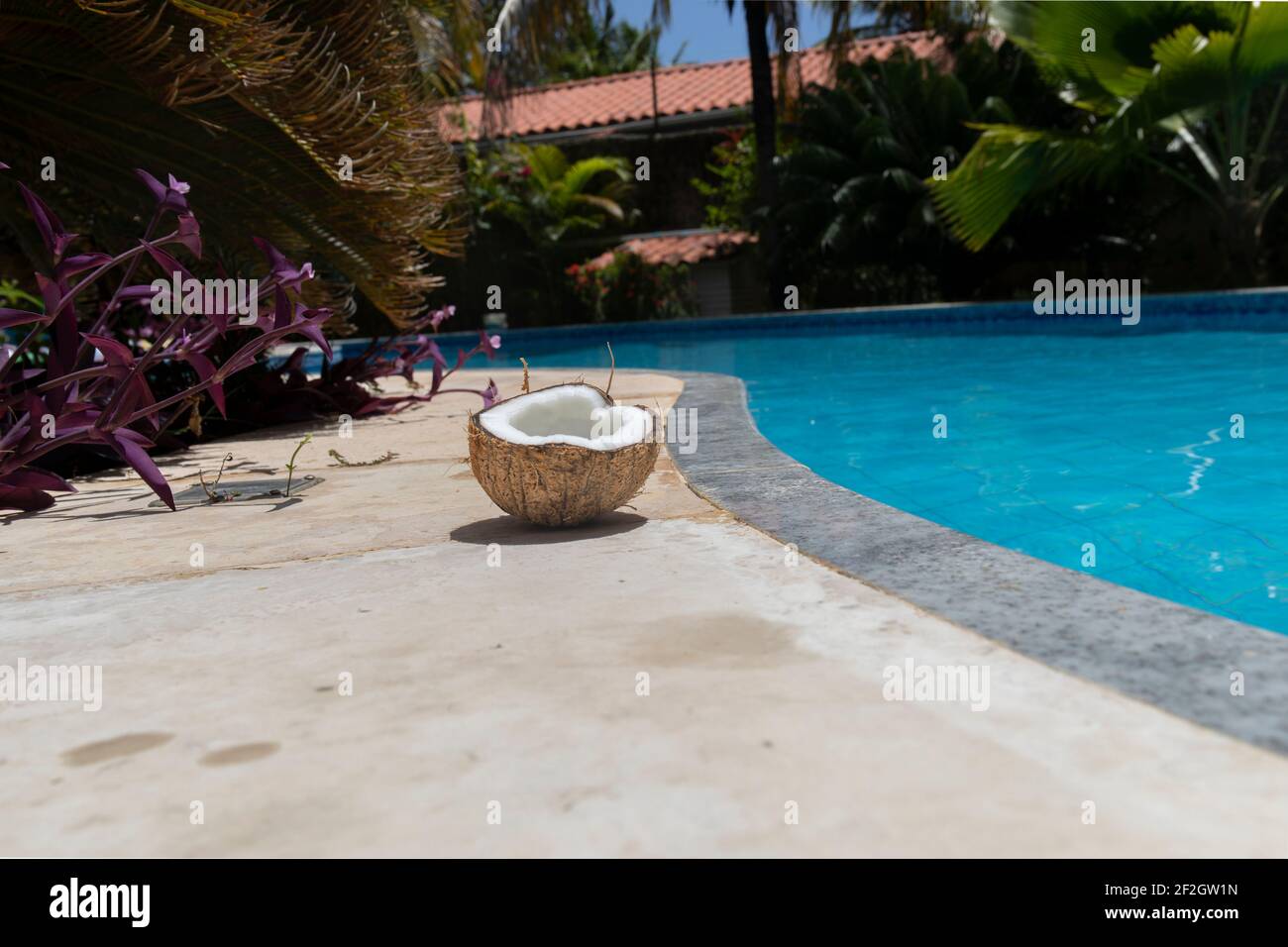 A split coconut lying by the pool Stock Photo - Alamy