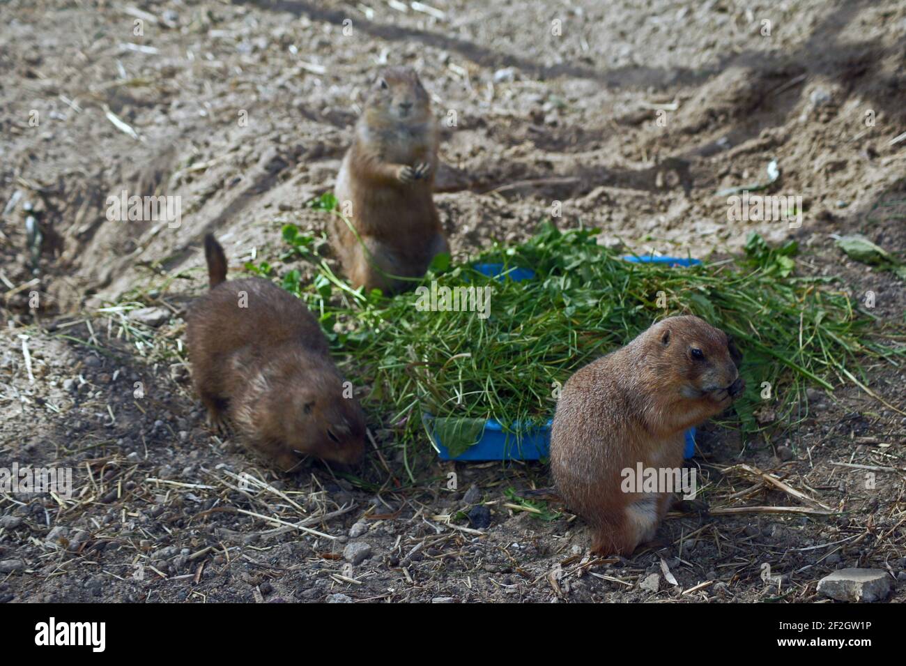 The prairie dog family Stock Photo - Alamy