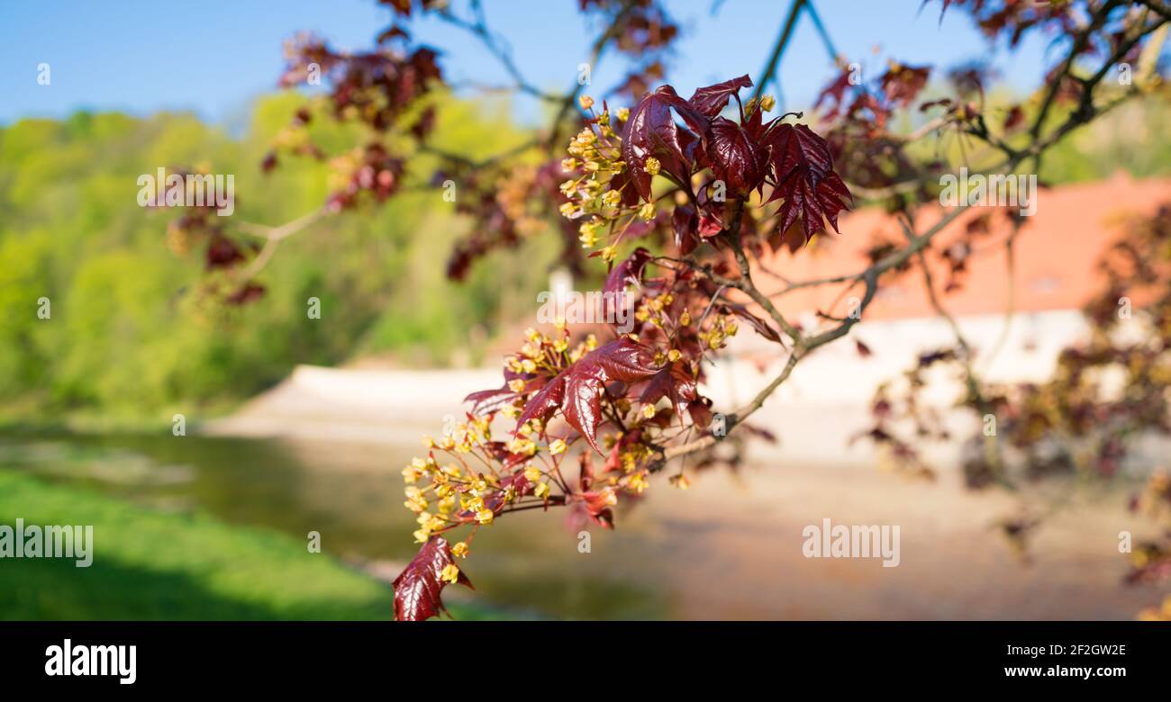 Red maple branches with leaves Stock Photo - Alamy