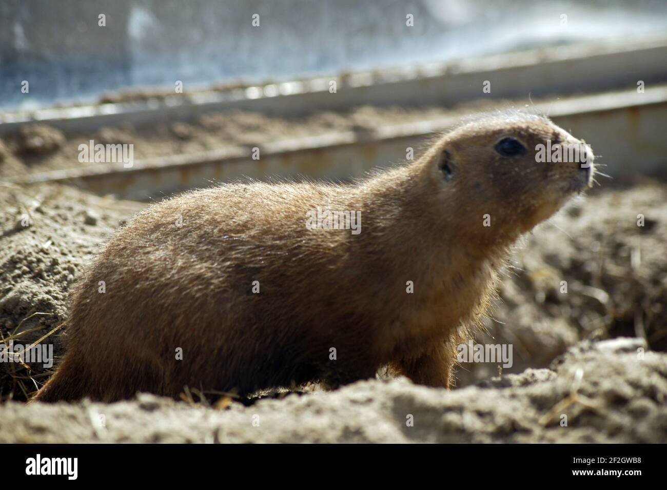 Prairie dog silhouette hi-res stock photography and images - Alamy