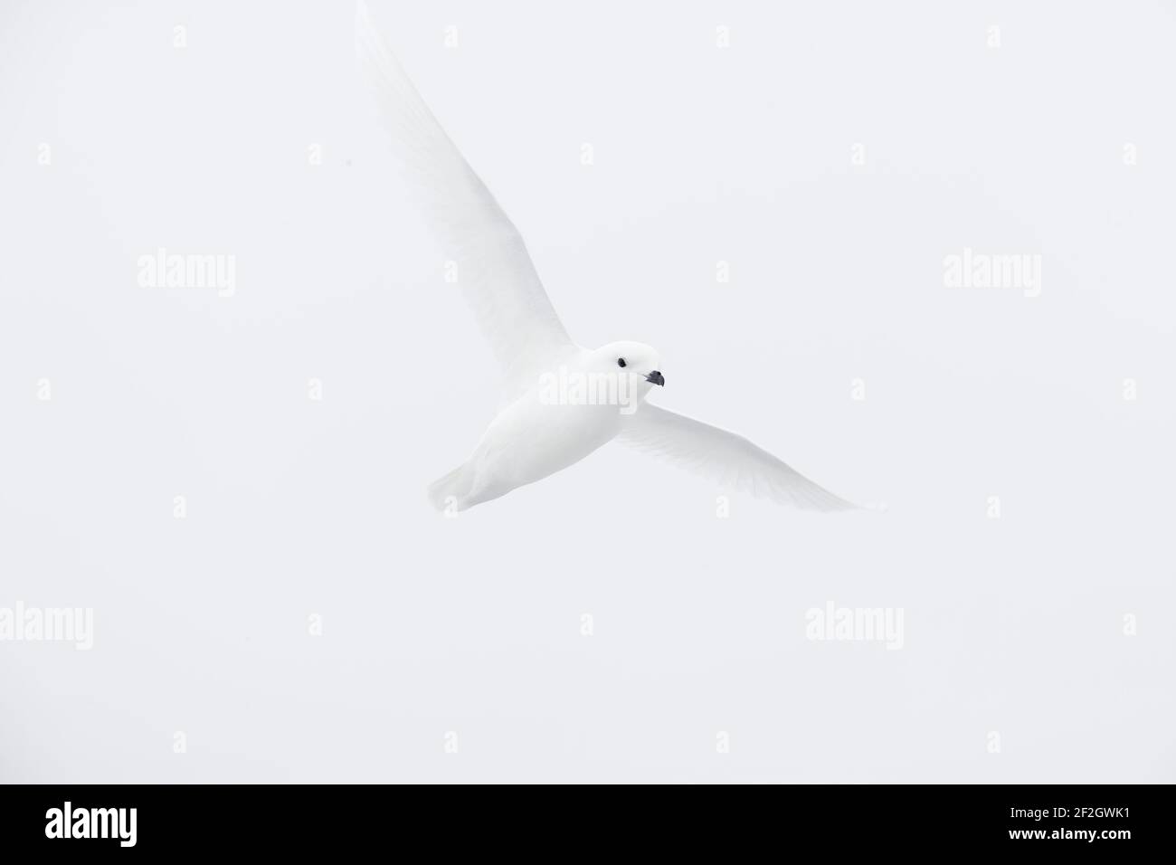 Antarctic birdlife hi-res stock photography and images - Alamy