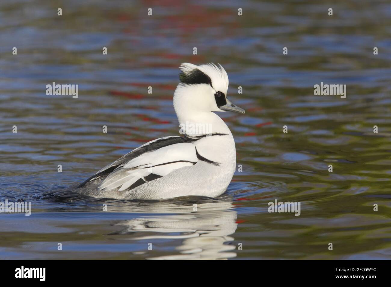 Smew ducks hi-res stock photography and images - Alamy