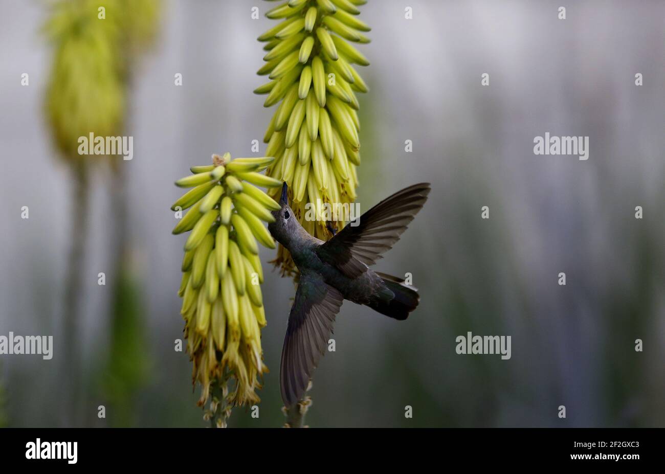 Colibri archilochus alexandri hi-res stock photography and images - Alamy