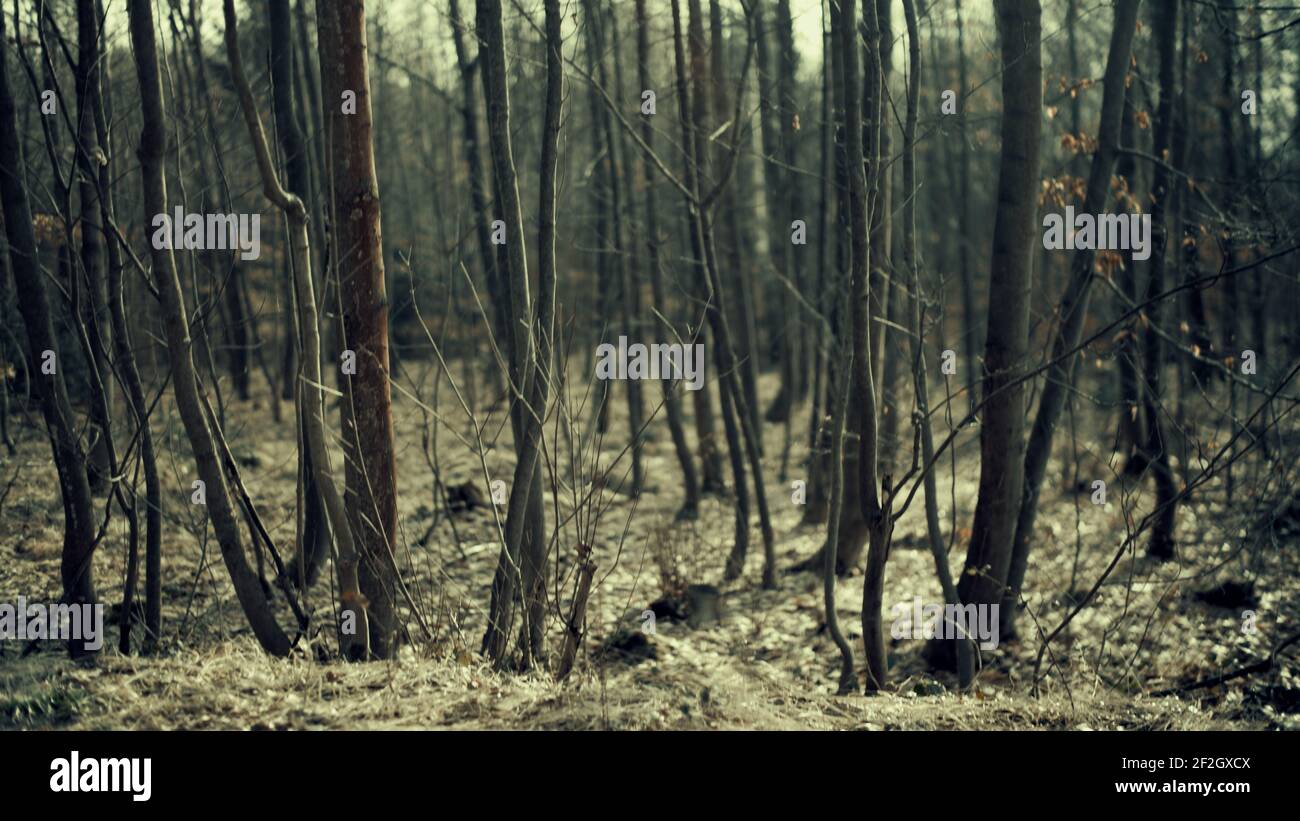 Crime scene in the woods toned photo Stock Photo - Alamy