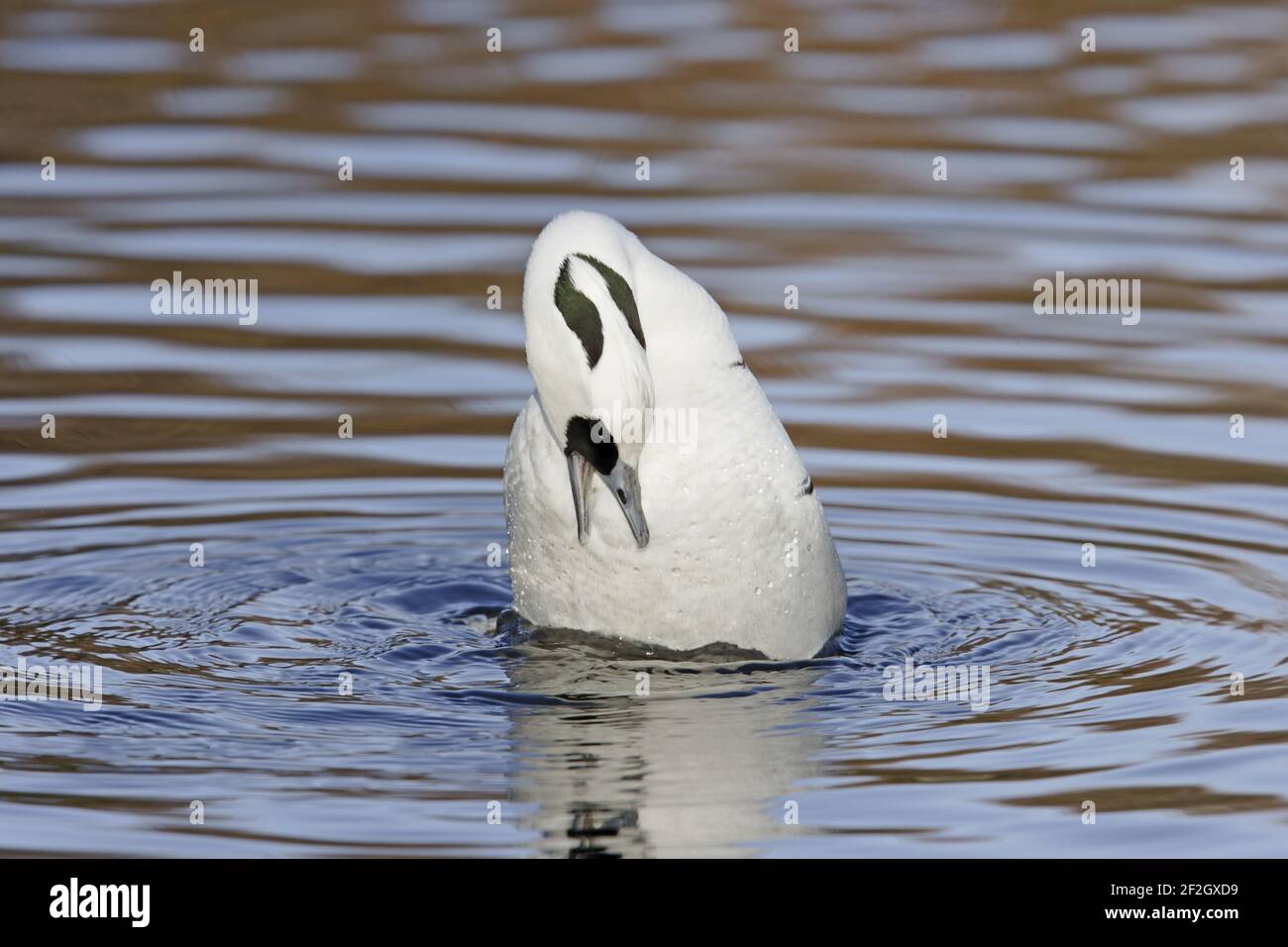 Smew ducks hi-res stock photography and images - Alamy