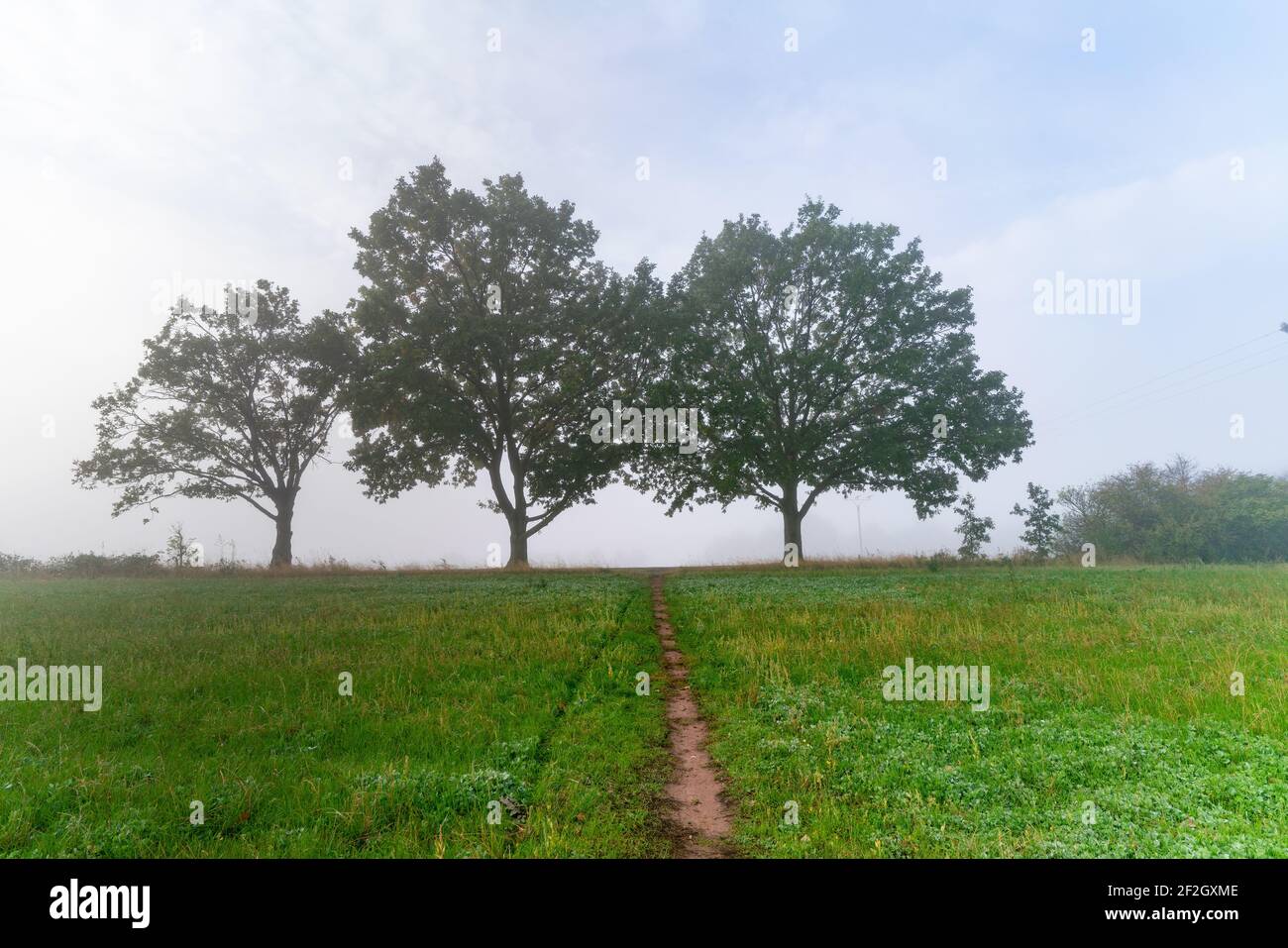 Three trees in the meadow and footpath Stock Photo - Alamy