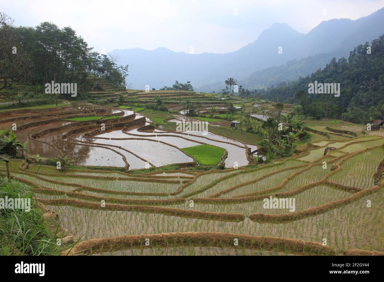 The natural scenery of rice terraces in the countryside is beautiful ...