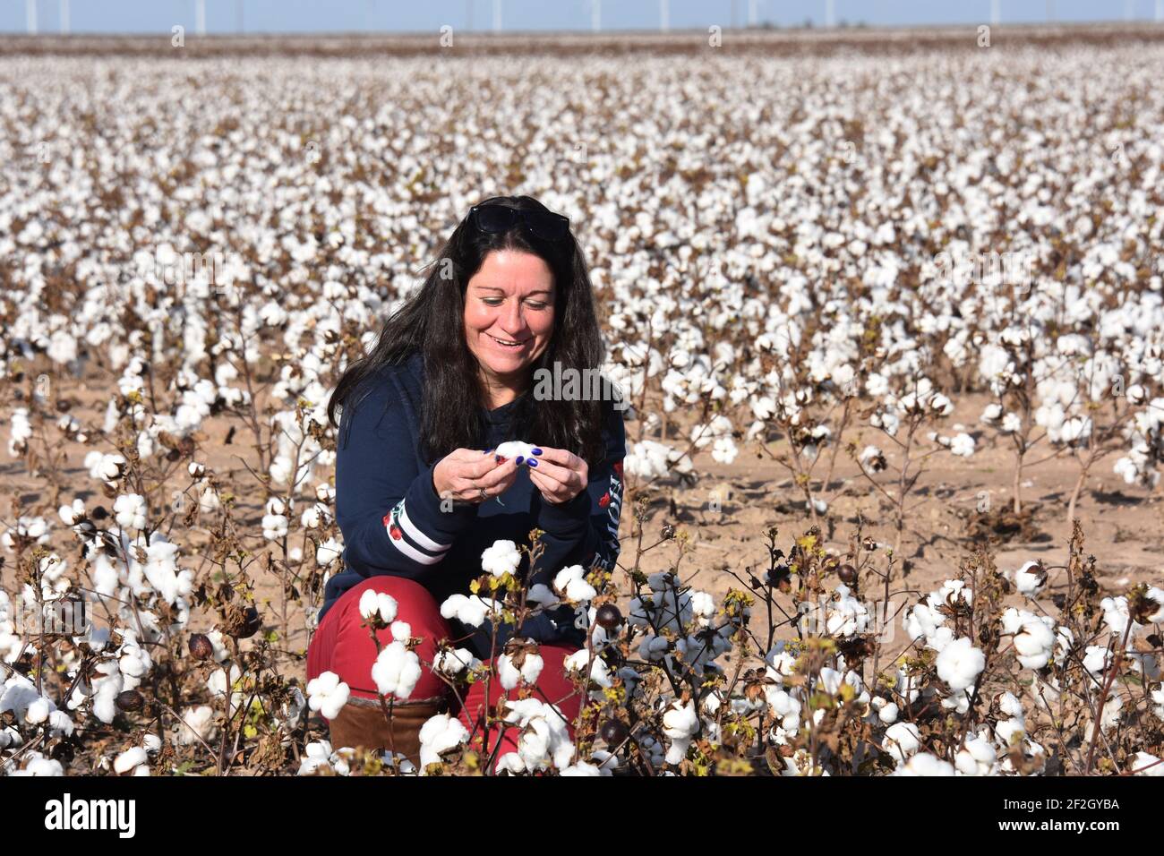 Cotton Farming, TEXAS, USA Stock Photo - Alamy