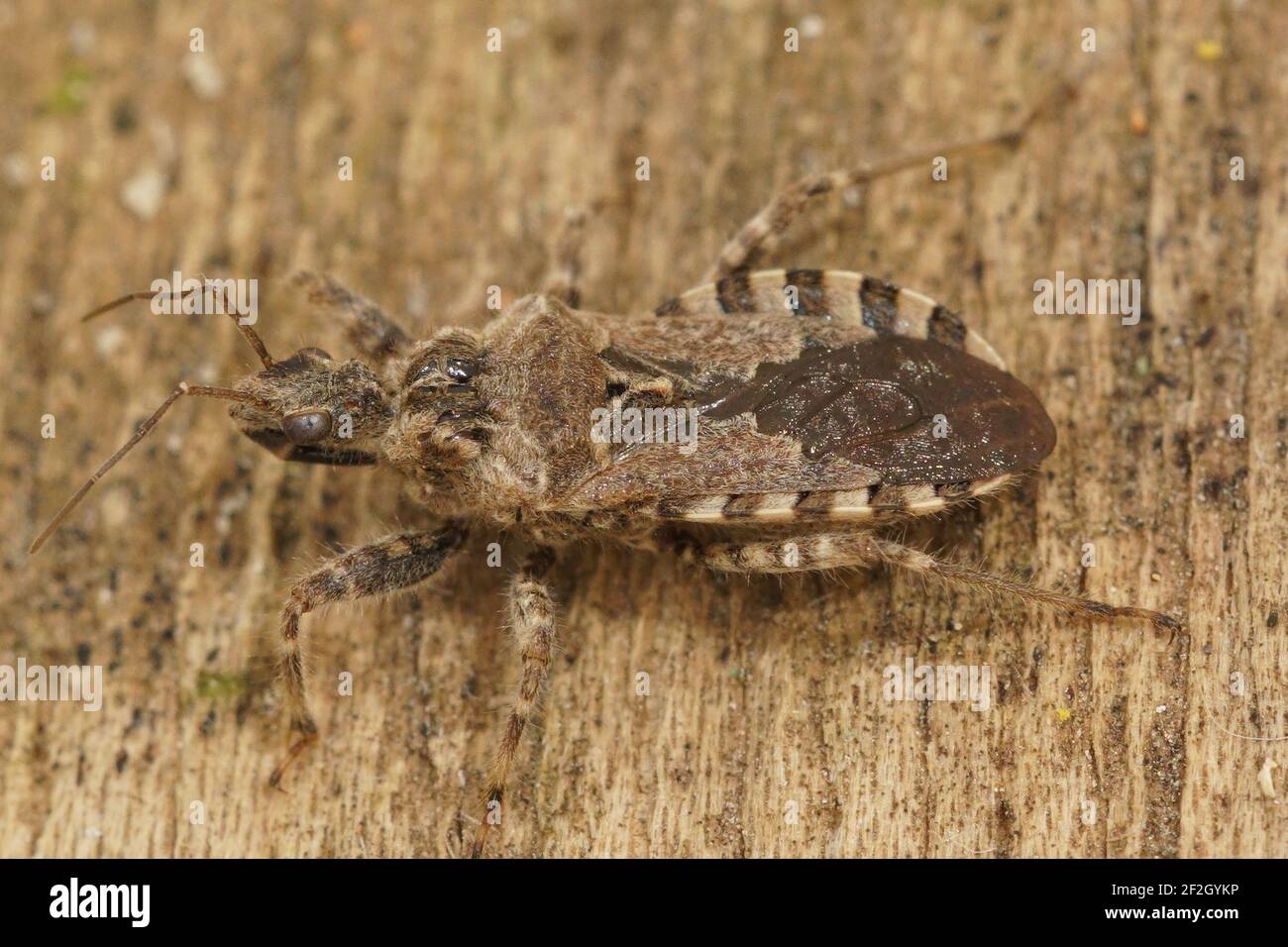 Coranus griseus hi-res stock photography and images - Alamy