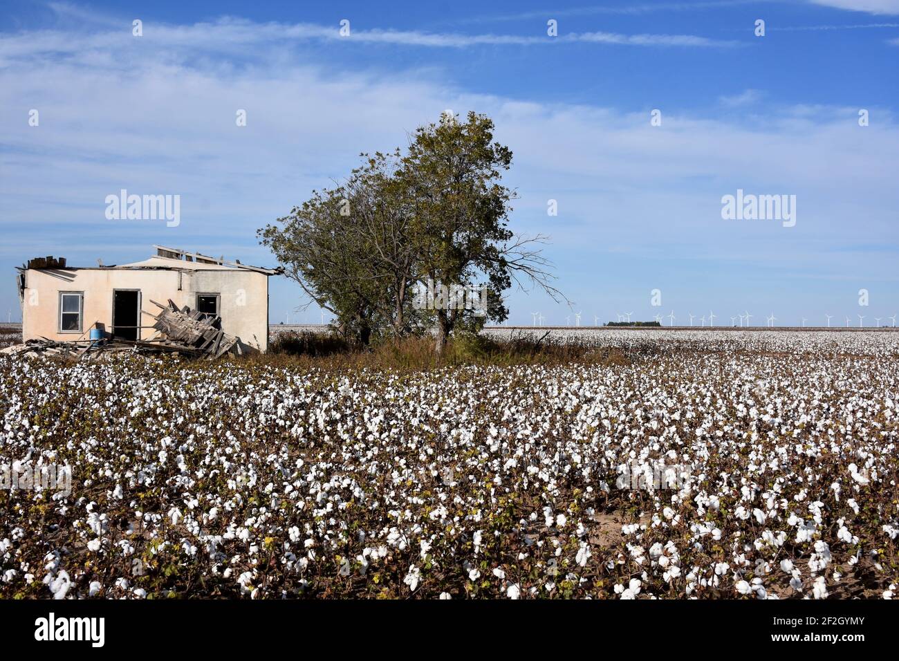 Cotton Farming, TEXAS, USA Stock Photo - Alamy