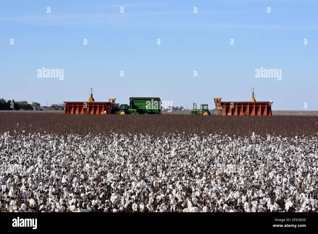 Cotton picking texas hi-res stock photography and images - Alamy