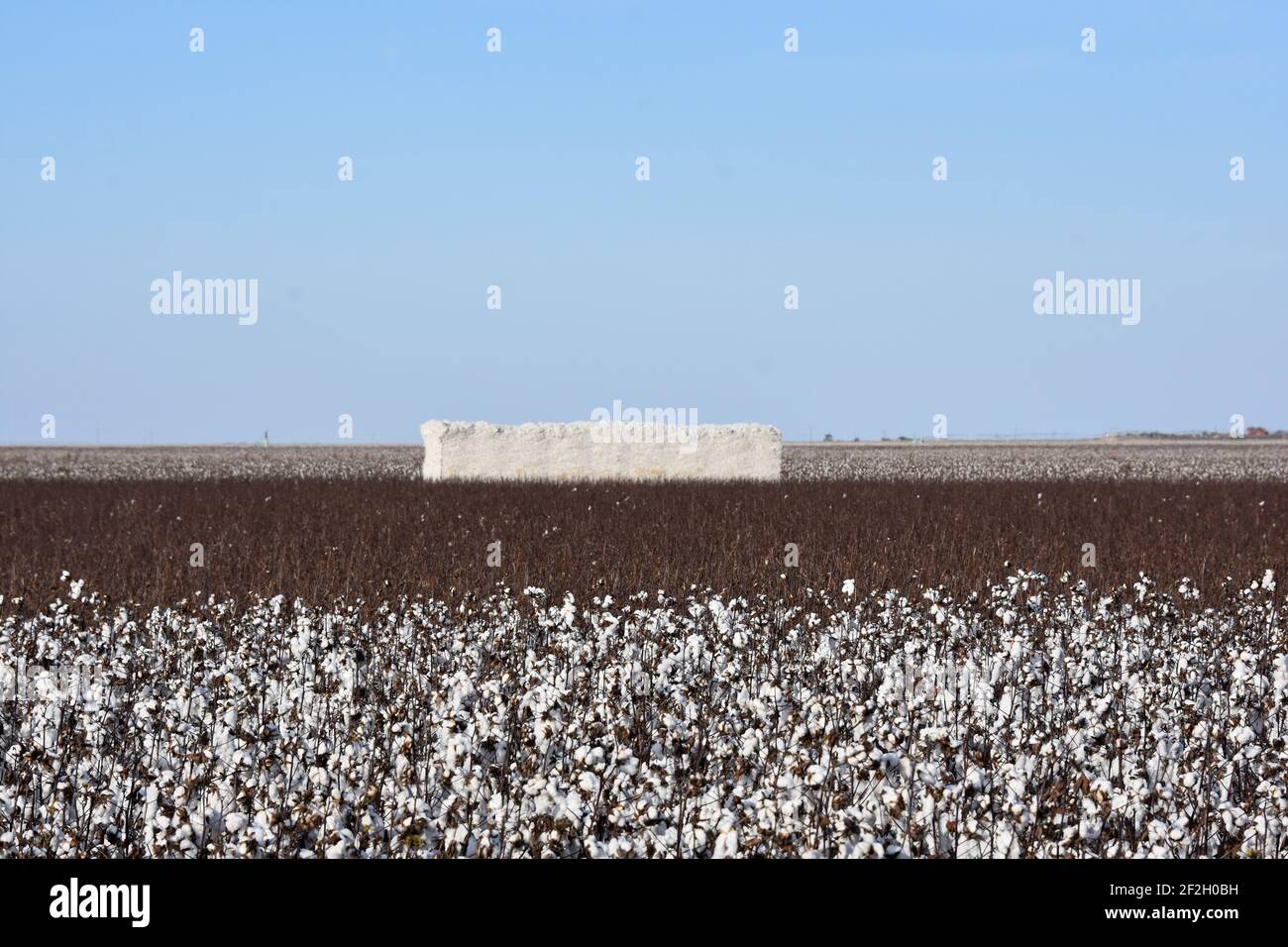 Cotton Farming, TEXAS, USA Stock Photo - Alamy