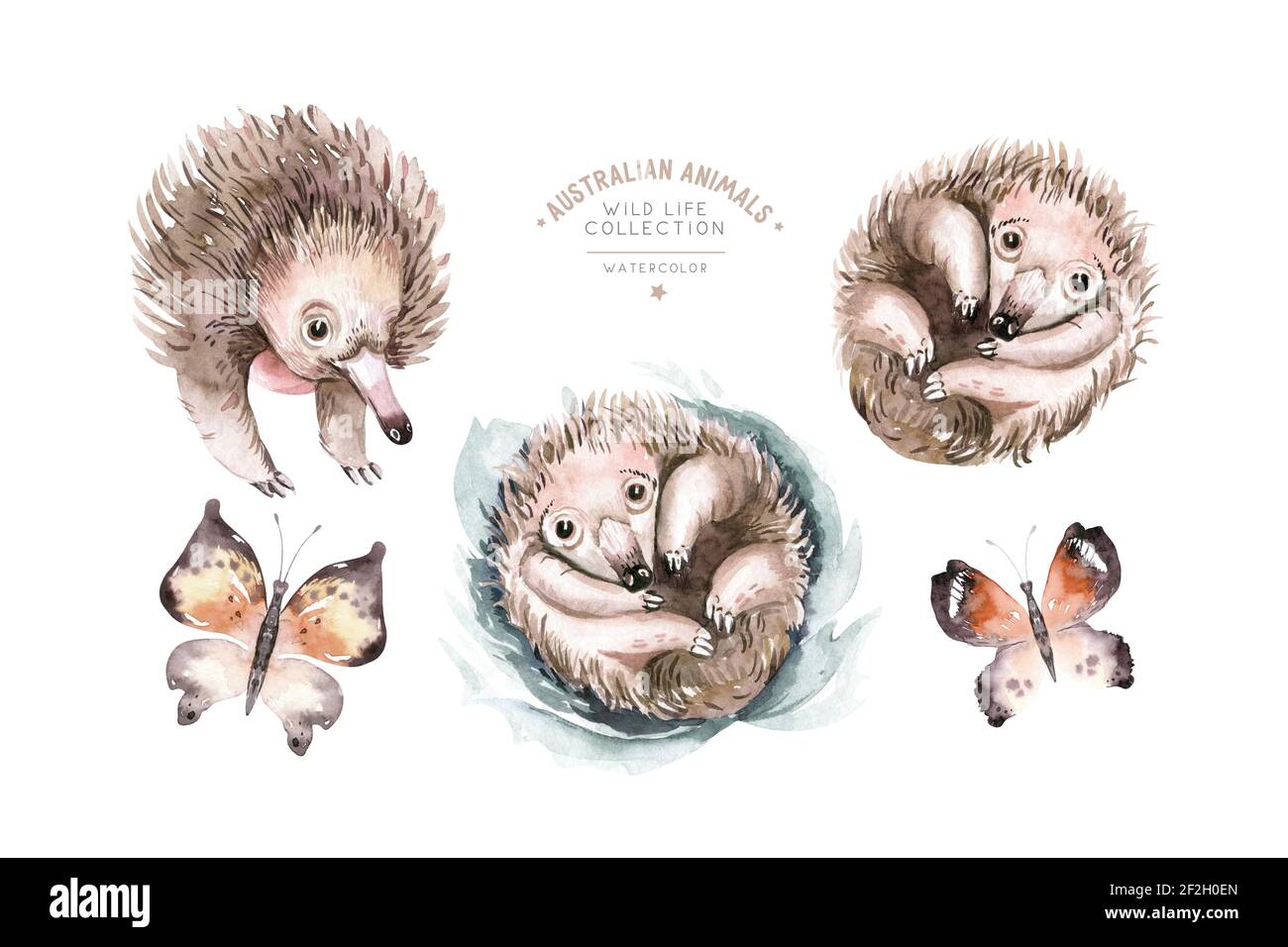 Echidna watercolor. Australian animal. Isolated illustration on white ...