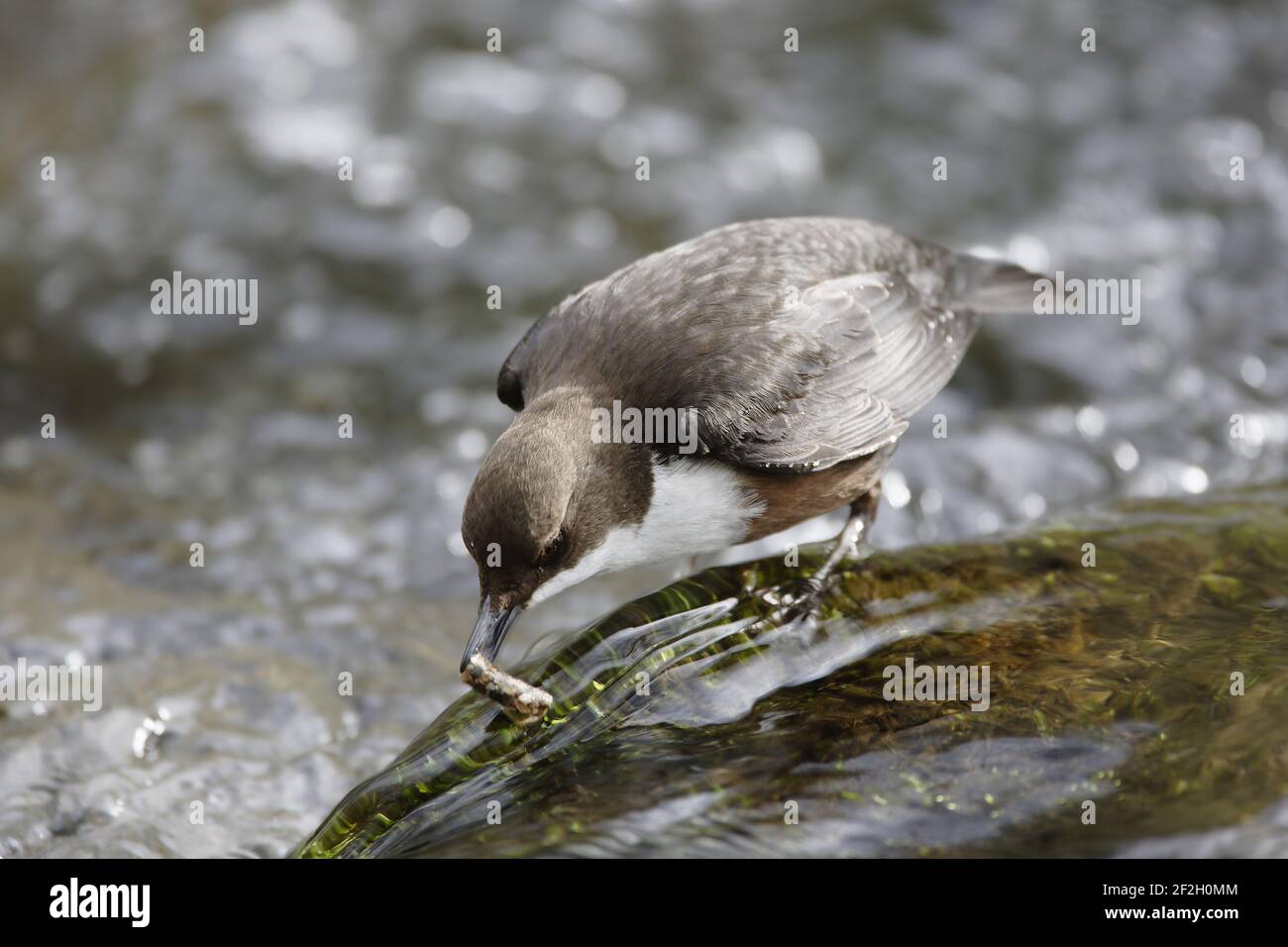 Dipper with caddis fly larvae hi-res stock photography and images - Alamy