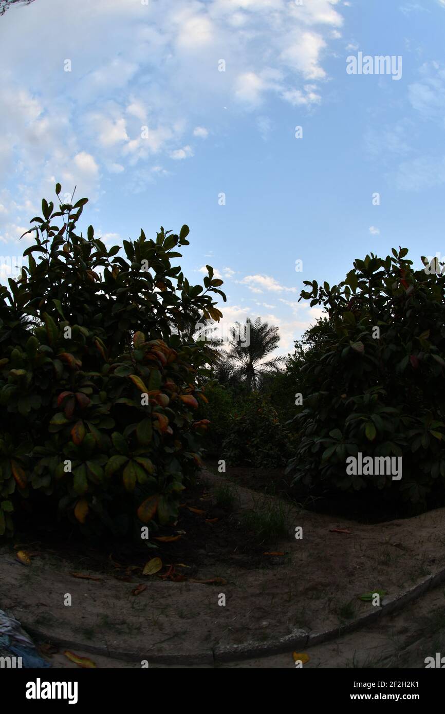 Date palm , tree of the palm family cultivated for its sweet edible ...